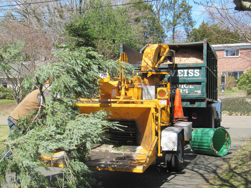 Tree Removal, Pruning & Cutting Services in New Haven & New Haven ...